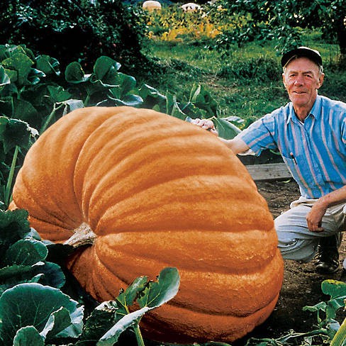 Kürbis Atlantic Giant