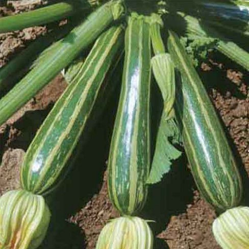 Zucchini Cocozelle di Napoli