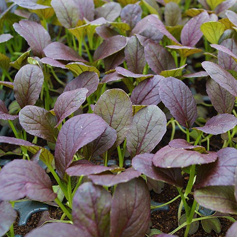 Chinakohl Pak Choi Red Inferno