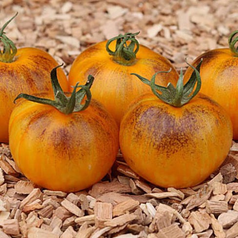 Tomate Primary Colors